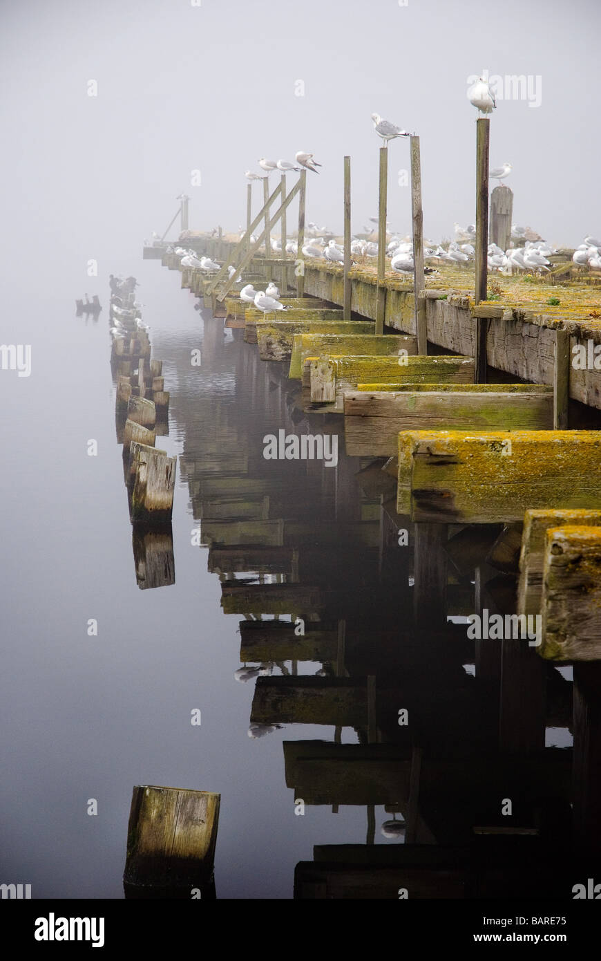 An old wooden pier near Leith docks in Edinburgh Stock Photo - Alamy