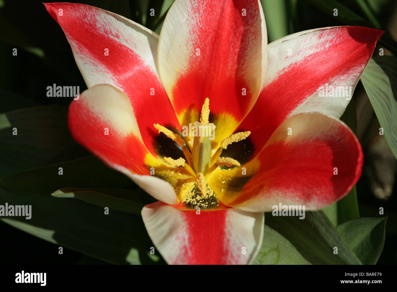 Tulip variety Pinocchio in a Cheshire Garden, England Stock Photo - Alamy