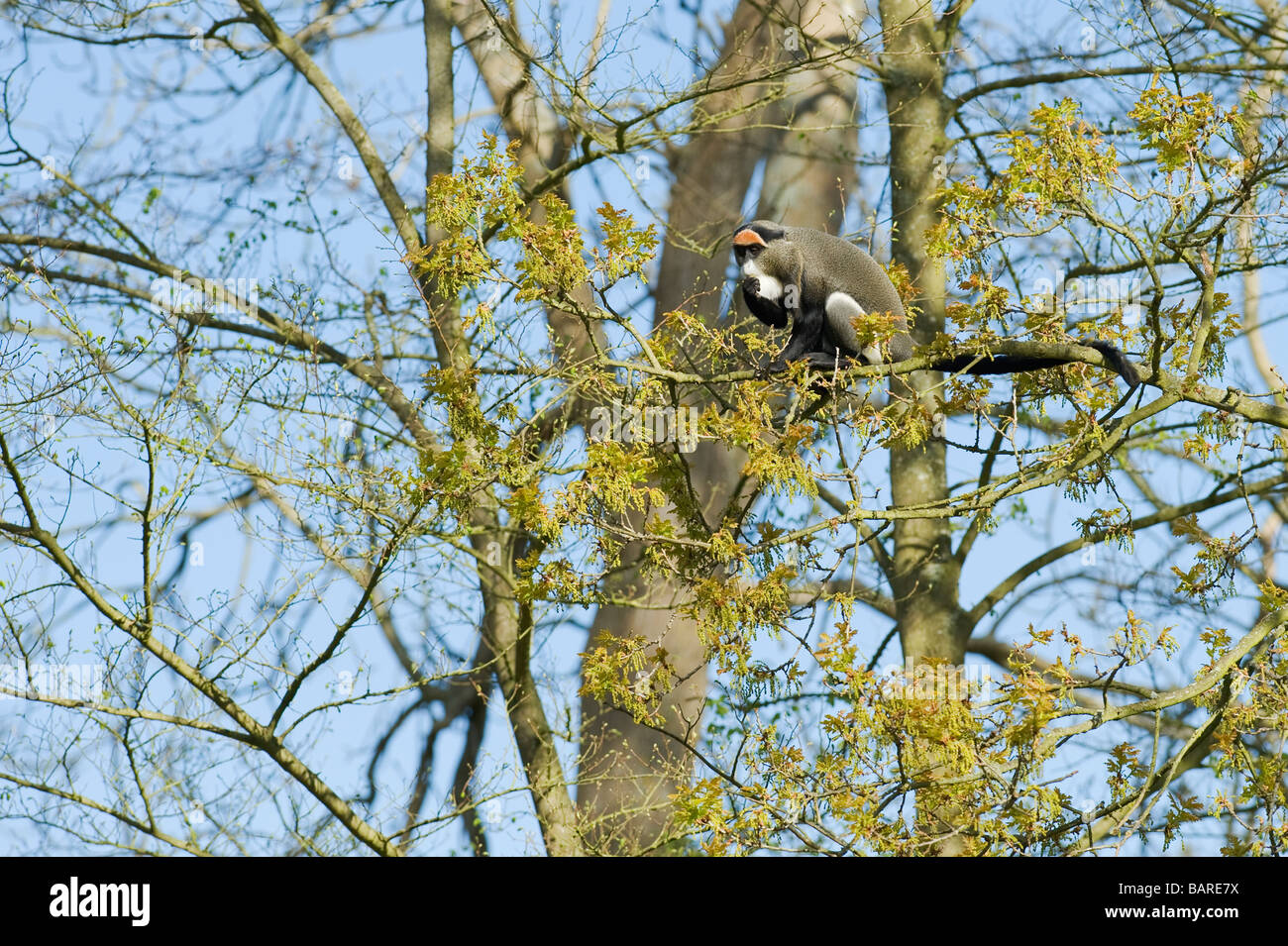 Pouch Monkey High Resolution Stock Photography and Images - Alamy
