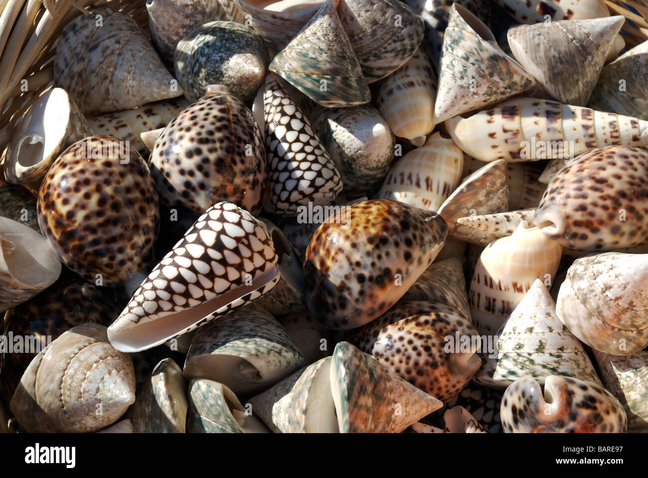 Mixed seashells for sale, Barbican, Plymouth, Devon, UK Stock Photo - Alamy