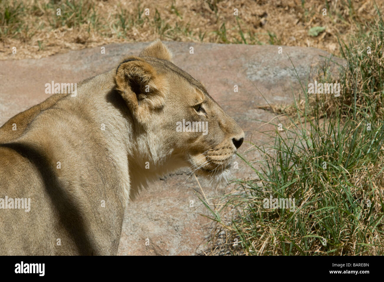 Lioness sniffs the air Stock Photo - Alamy