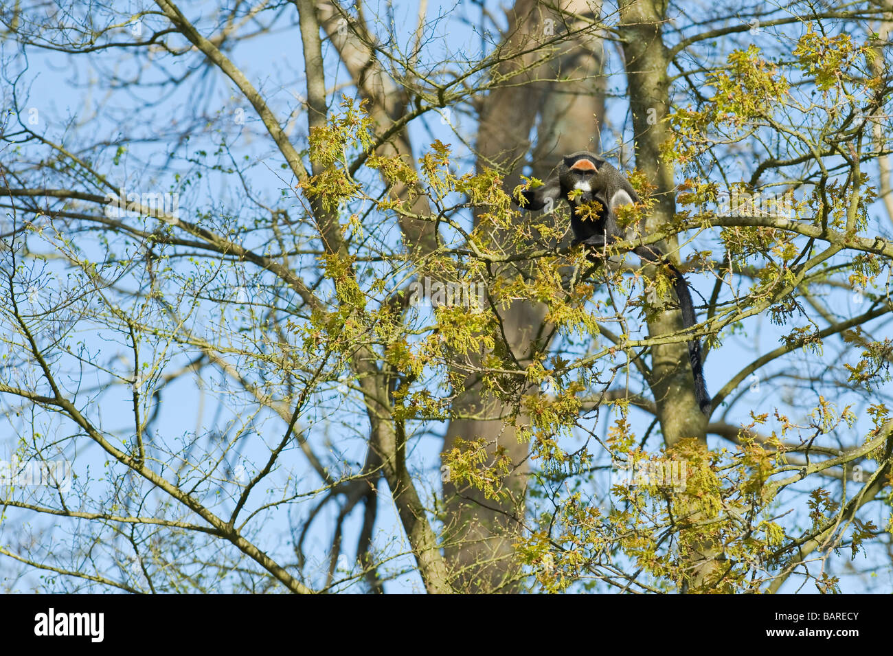 Pouch Monkey High Resolution Stock Photography and Images - Alamy