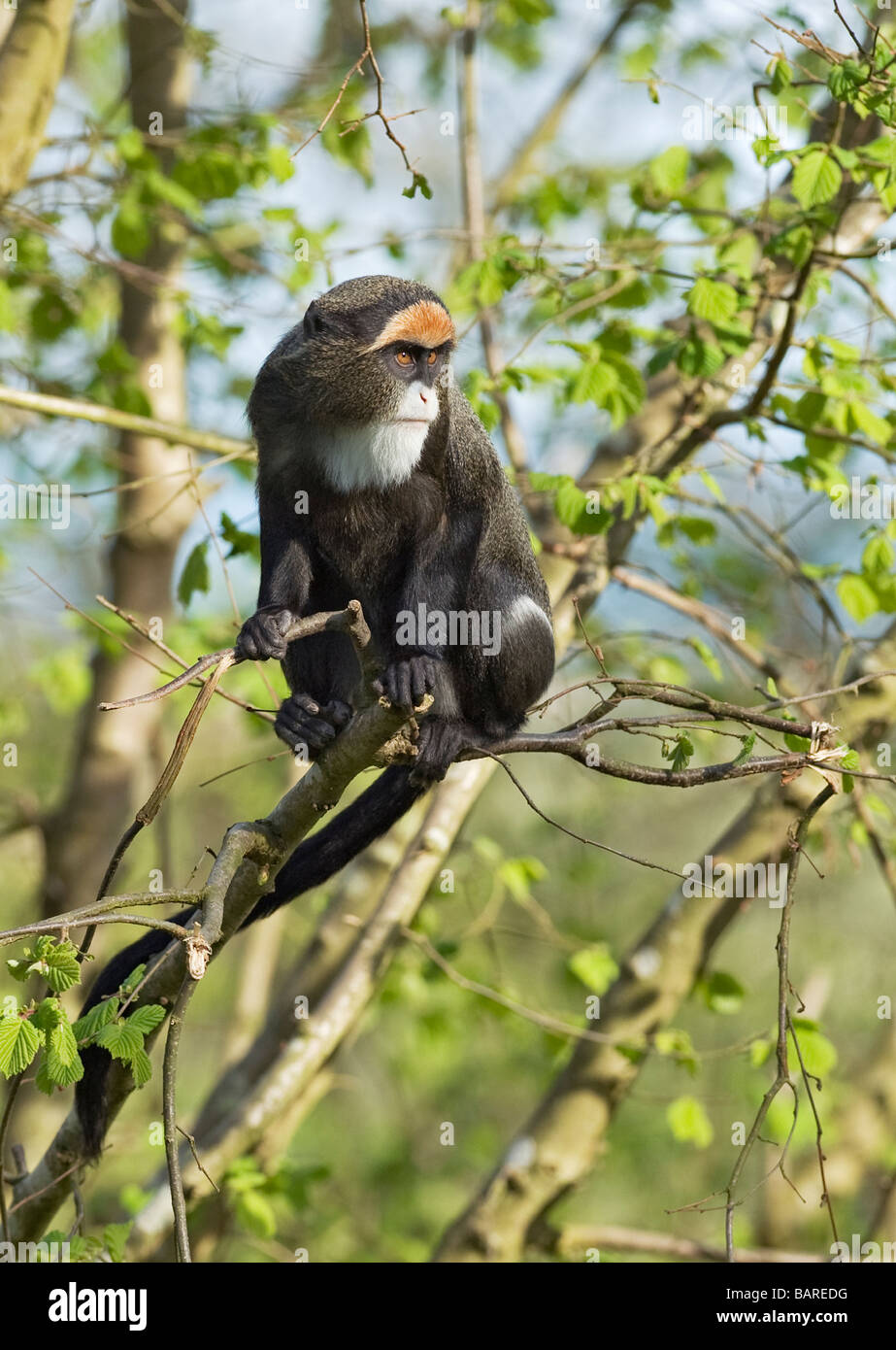De Brazza's monkey (Cercopithecus neglectus) Captive Stock Photo - Alamy