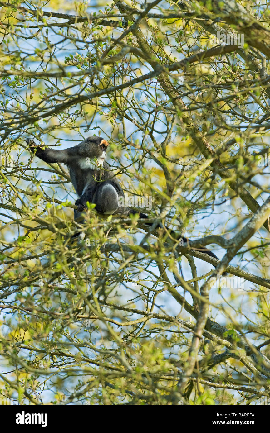 De Brazza's monkey (Cercopithecus neglectus) Captive Stock Photo - Alamy