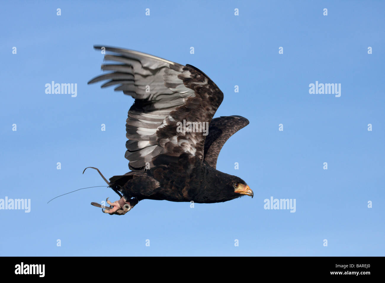 Bateleur Eagle in flight with tresses flying behind Stock Photo - Alamy