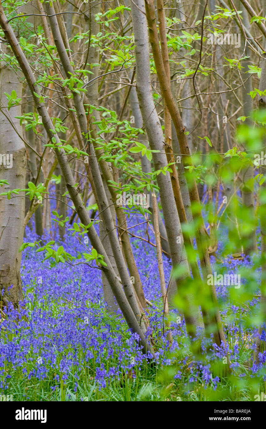 Bluebells wood hazel tree hi-res stock photography and images - Alamy
