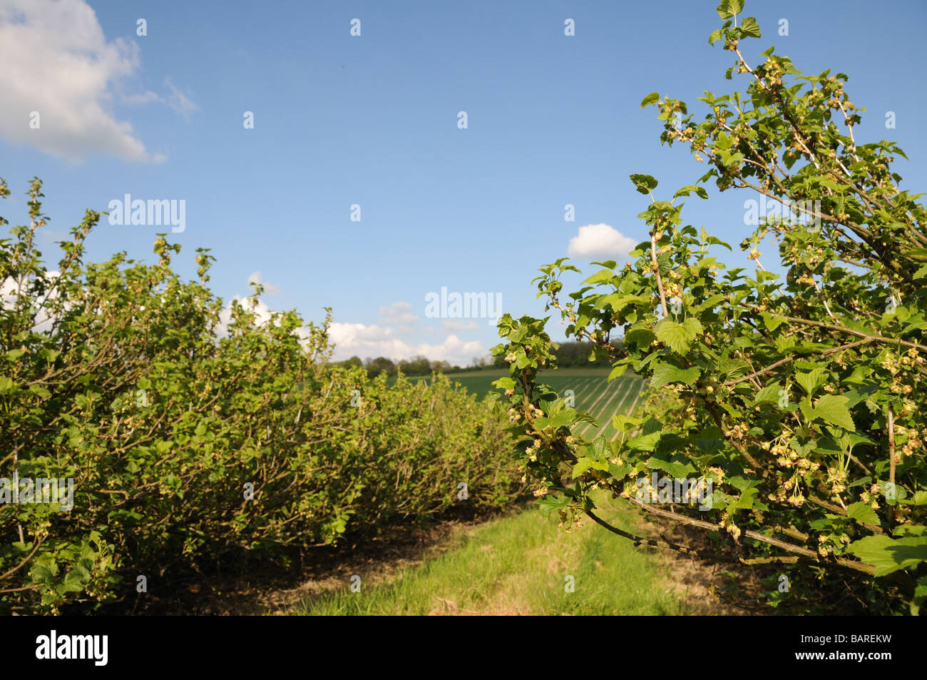 Currant bushes hi-res stock photography and images - Alamy