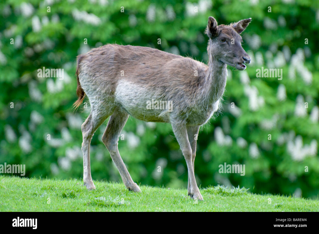 Fallow Deer - female (Dama dama) in front of Horse Chestnut tree. UK ...