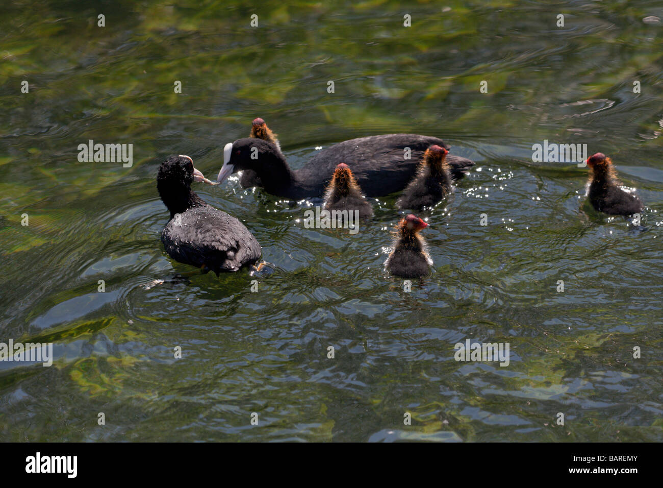Family coot black hi-res stock photography and images - Alamy