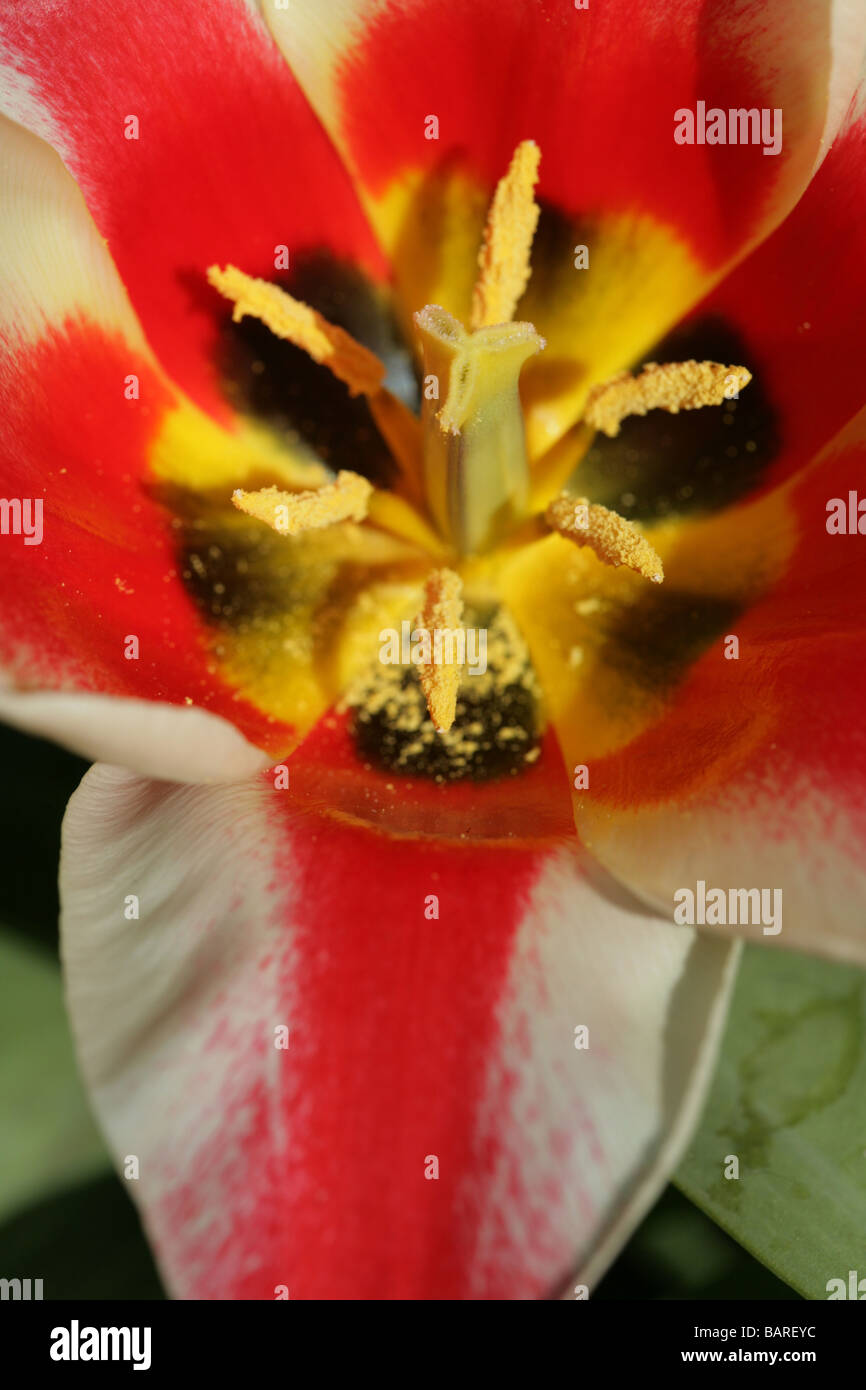 Tulip variety Pinocchio in a Cheshire Garden, England Stock Photo - Alamy
