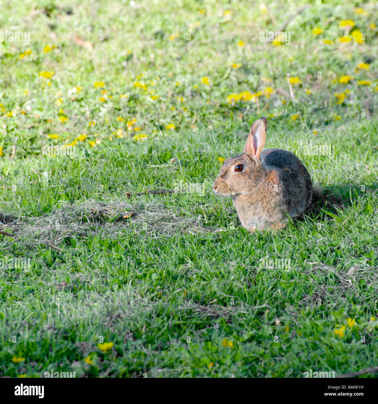 Adult Rabbit (Oryctolagus cuniculus) on mown lawn. Kent, UK, Late April ...
