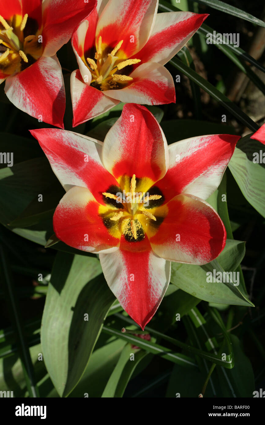 Tulip variety Pinocchio in a Cheshire Garden, England Stock Photo - Alamy