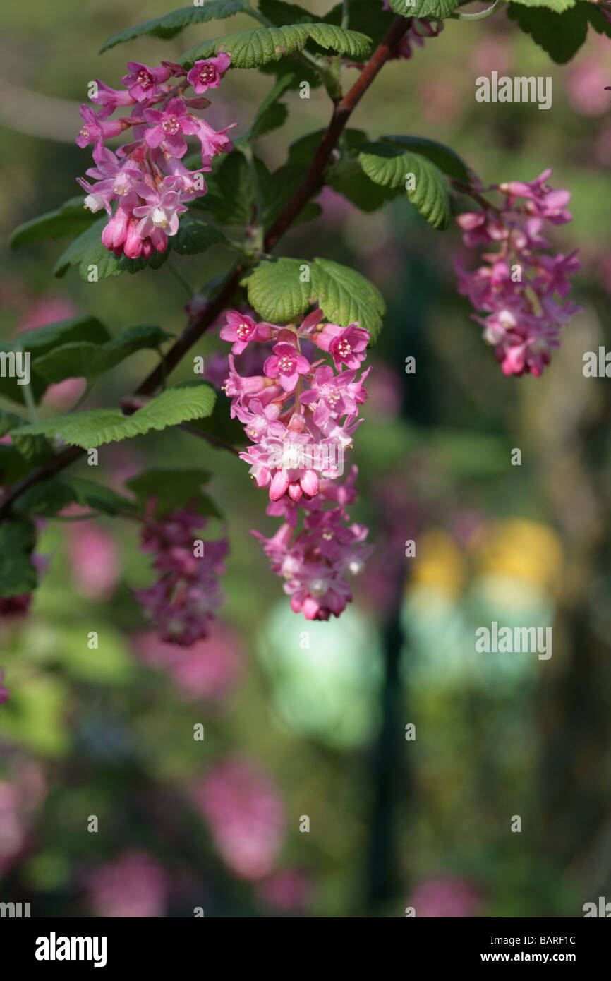 Ribes sanguineum, flowering current, garden Cheshire, England Stock ...