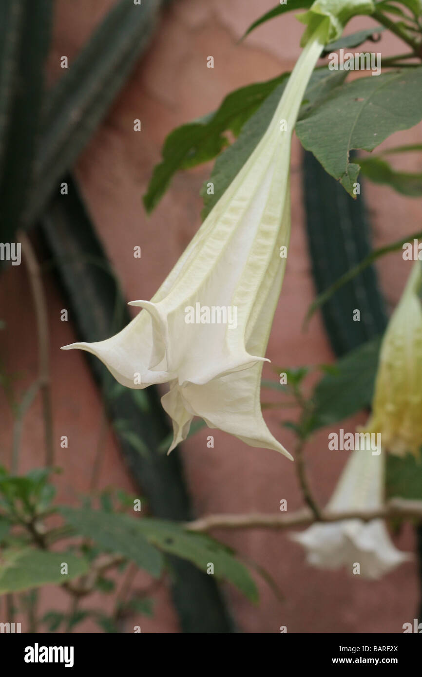 A datura flower Stock Photo - Alamy
