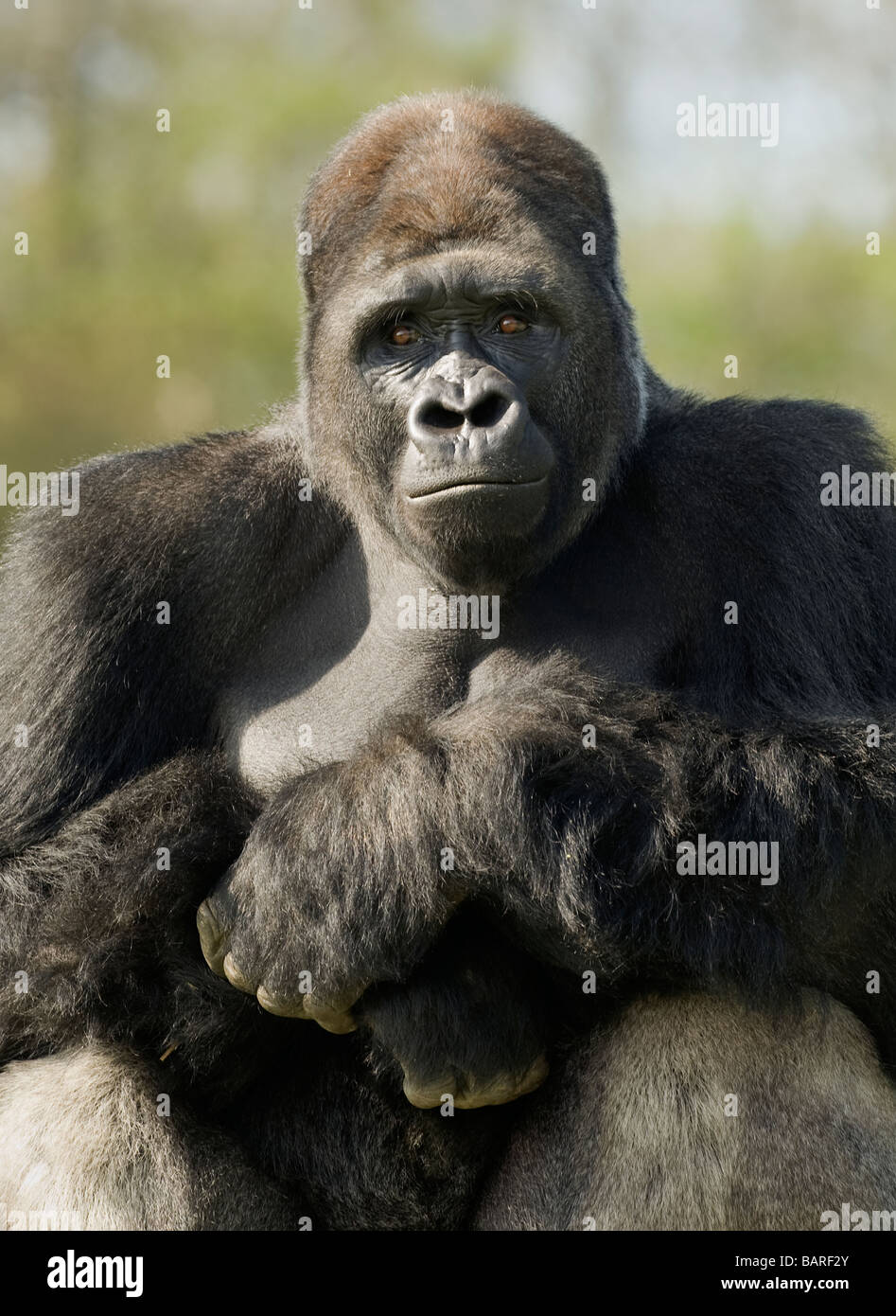 Howlett's Gorilla High Resolution Stock Photography and Images - Alamy