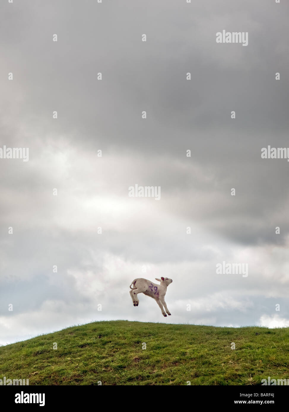 Jumping Spring Lamb High Resolution Stock Photography and Images - Alamy