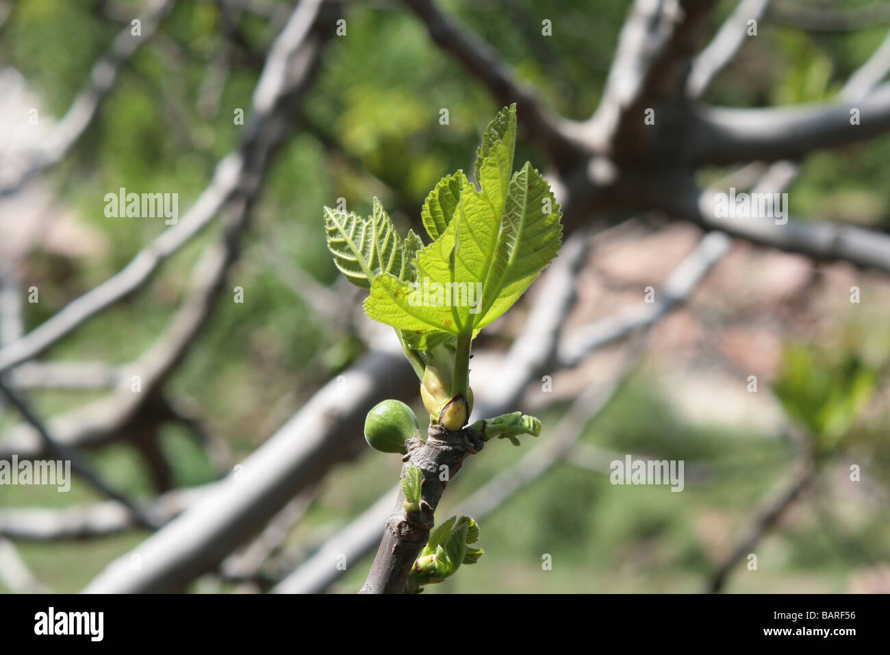 Bud fig tree hi-res stock photography and images - Alamy
