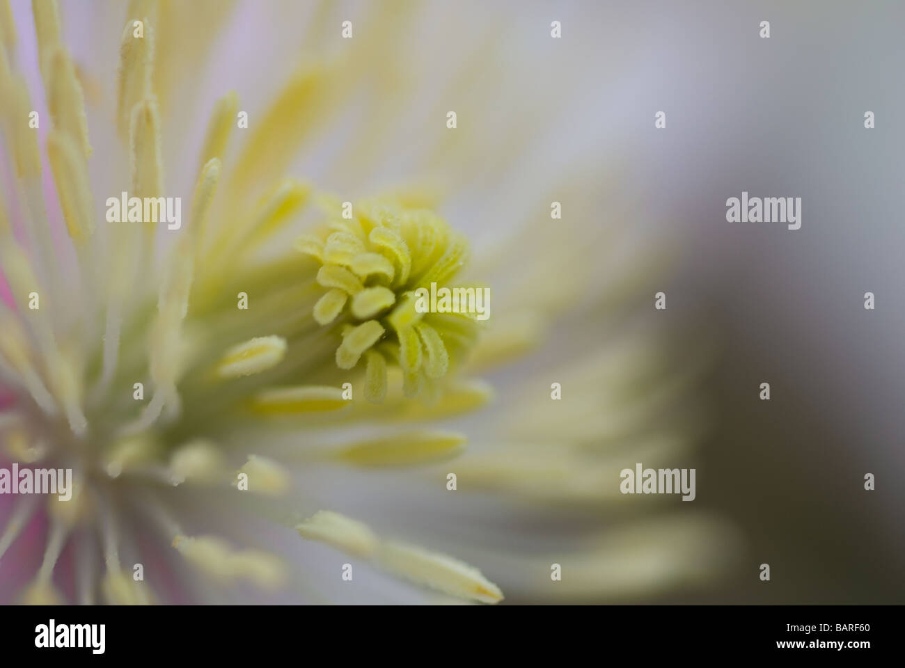 A Macro Shot of the stamen of a Clematis Bloom Stock Photo - Alamy