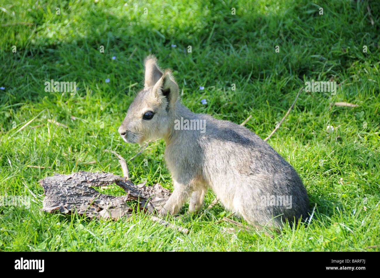 Patagonian mara hi-res stock photography and images - Alamy