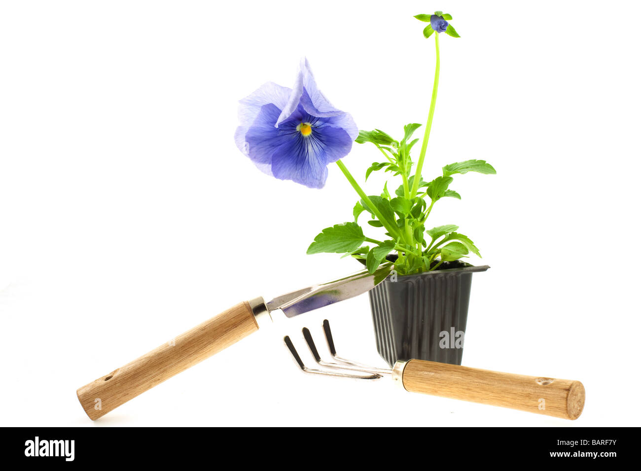 violet pansy s sprout in plastic box and gardening tools on a white ...