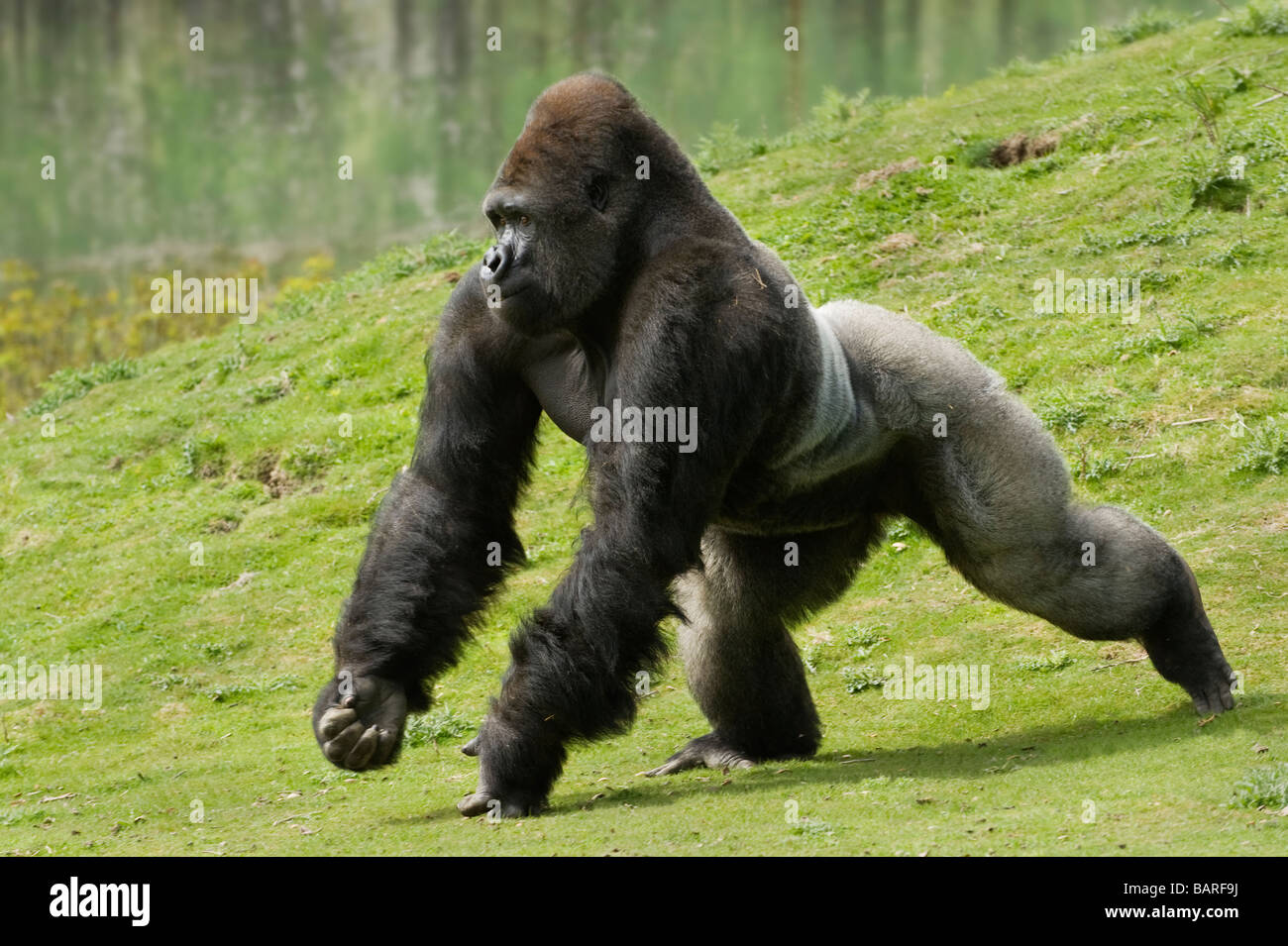 Howlett's Gorilla High Resolution Stock Photography and Images - Alamy