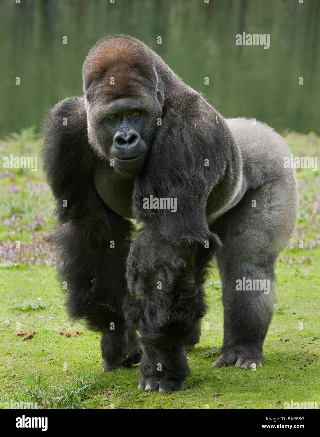 Howlett's Gorilla High Resolution Stock Photography and Images - Alamy