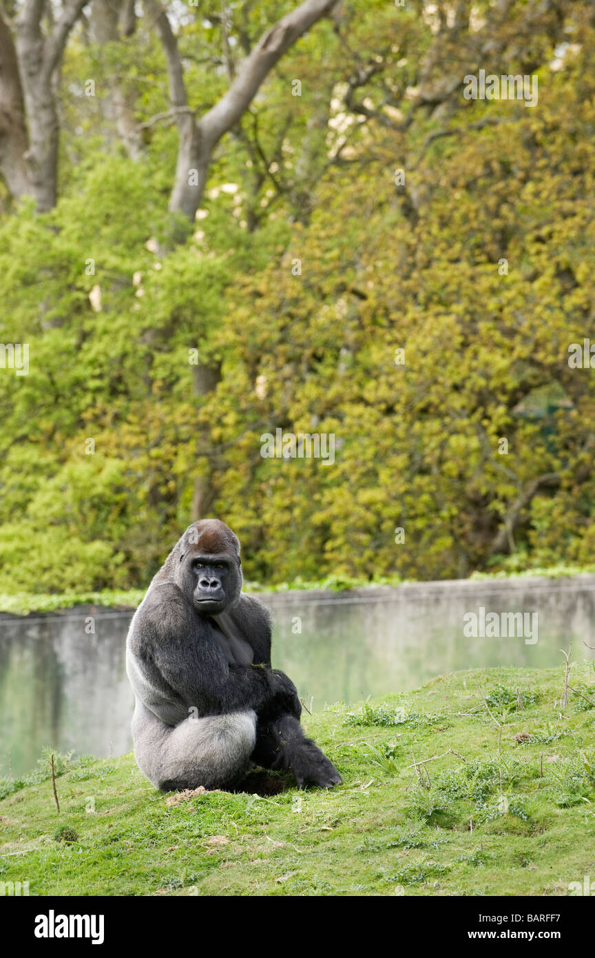 Howlett's Gorilla High Resolution Stock Photography and Images - Alamy