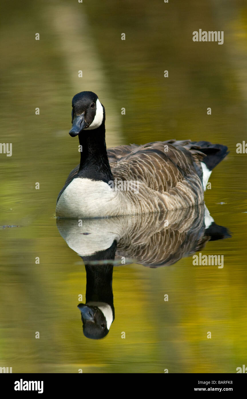 Adult branta canadensis hi-res stock photography and images - Alamy