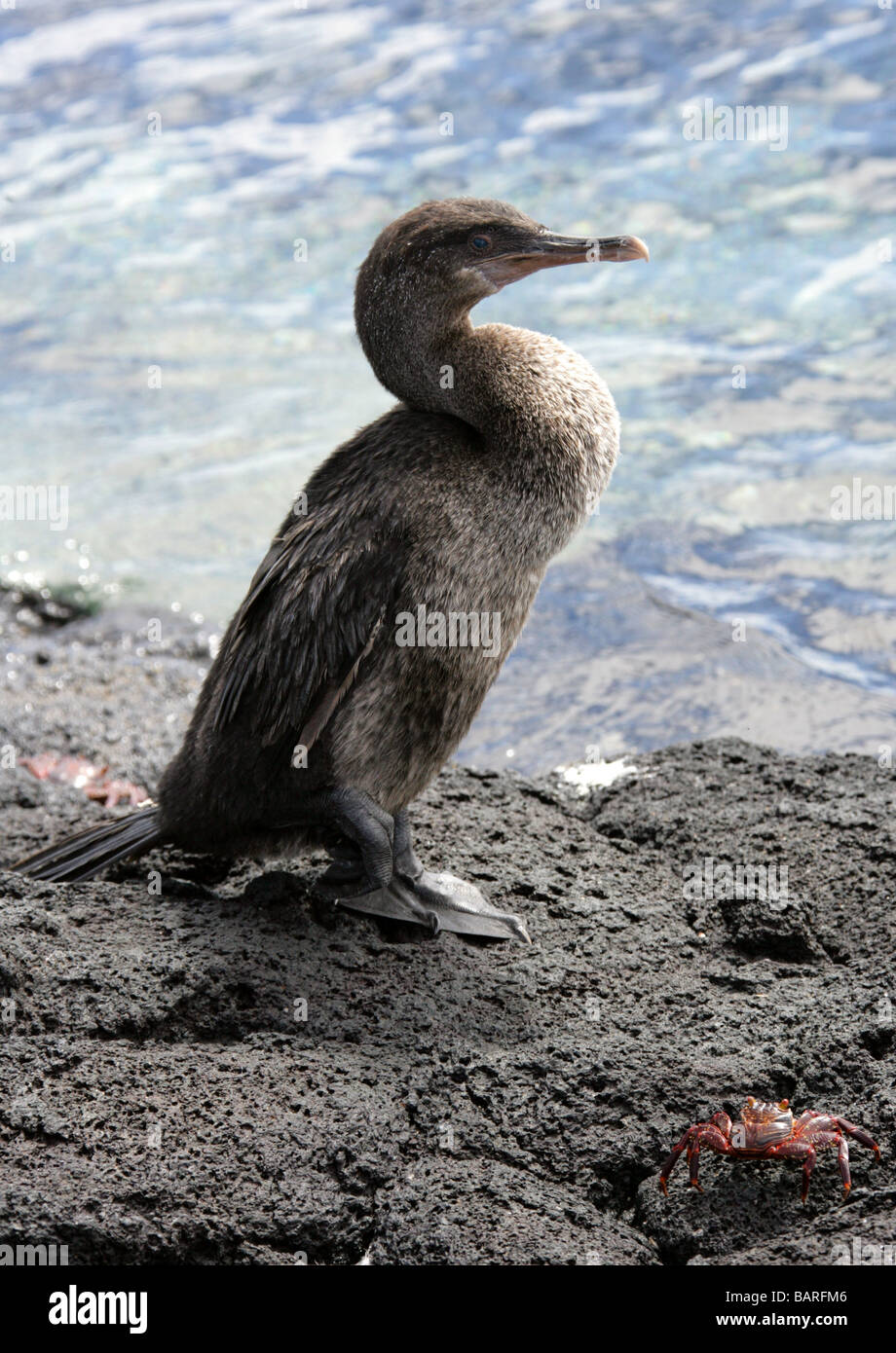 Flightless Cormorant aka Galapagos Cormorant, Phalacrocorax harrisi ...