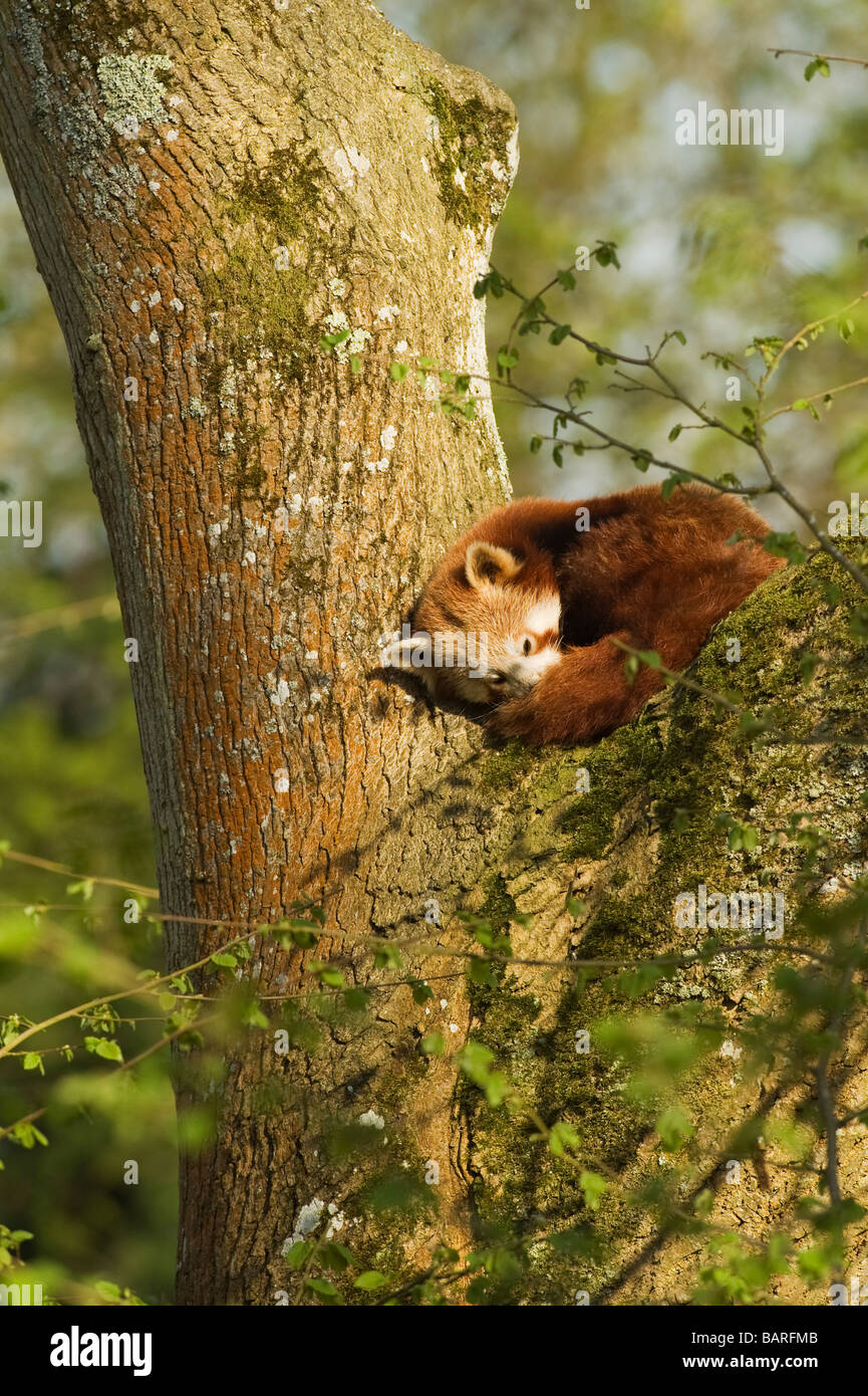 Lesser panda red panda ailurus hi-res stock photography and images - Alamy