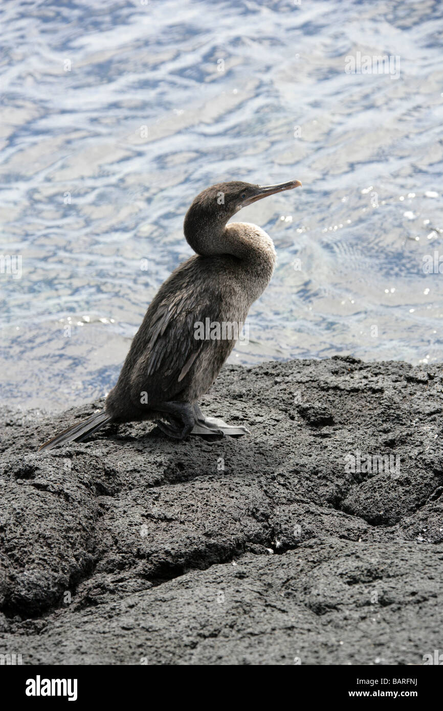 Flightless Cormorant aka Galapagos Cormorant, Phalacrocorax harrisi ...