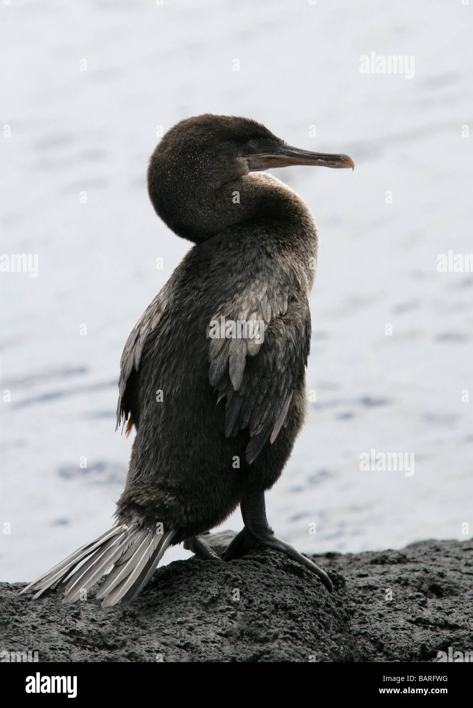 Flightless Cormorant aka Galapagos Cormorant, Phalacrocorax harrisi ...
