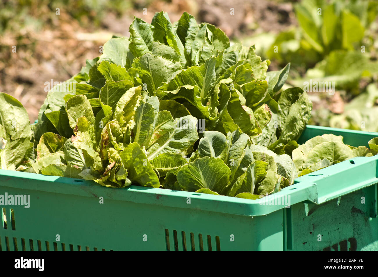 Romaine lettuce crate hi-res stock photography and images - Alamy