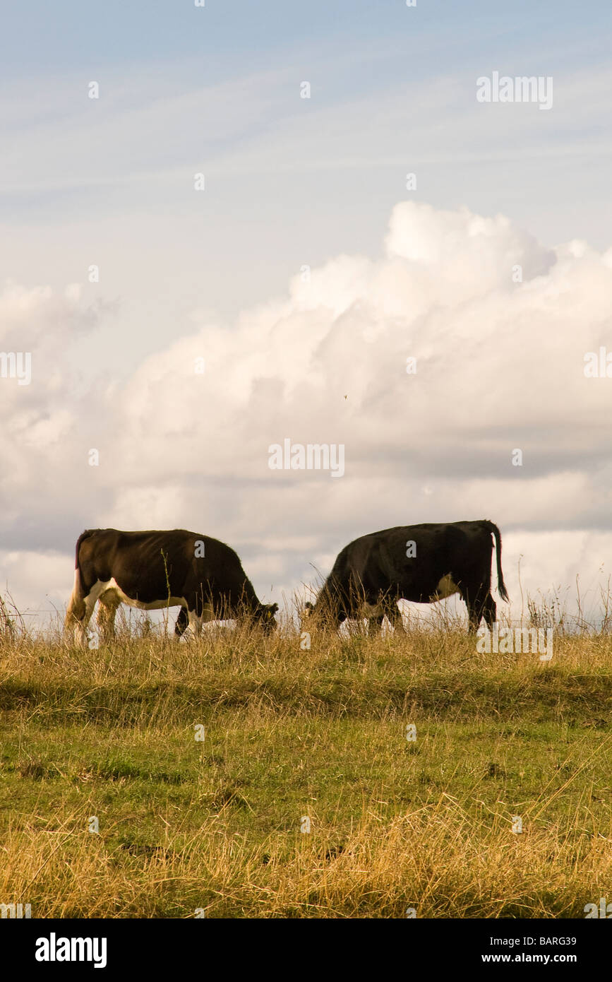 two cows are grazing in the meadow Stock Photo - Alamy