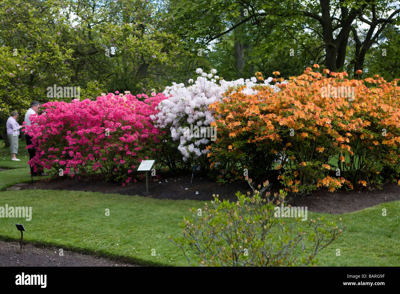 Azelia flower beds Stock Photo - Alamy