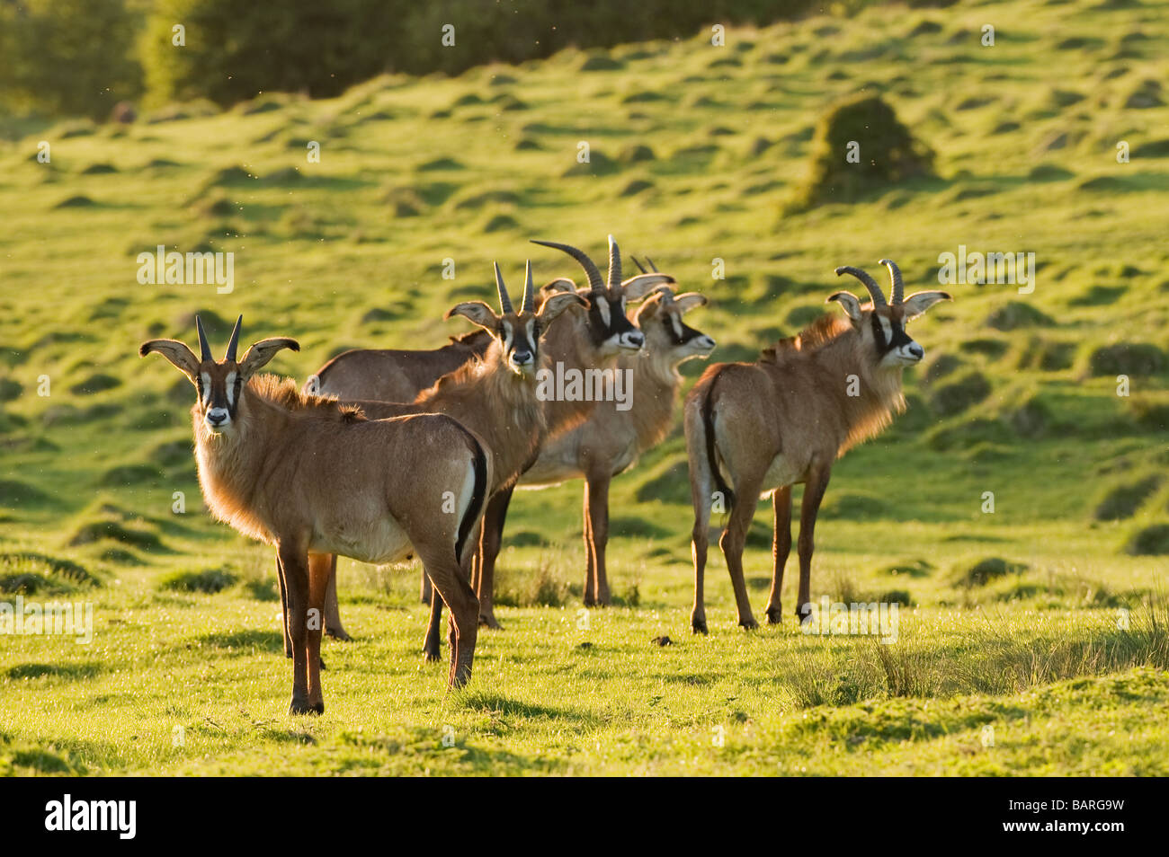 Roan antelope (Hippotragus equinus) captive, Port Lympne Wild Animal ...