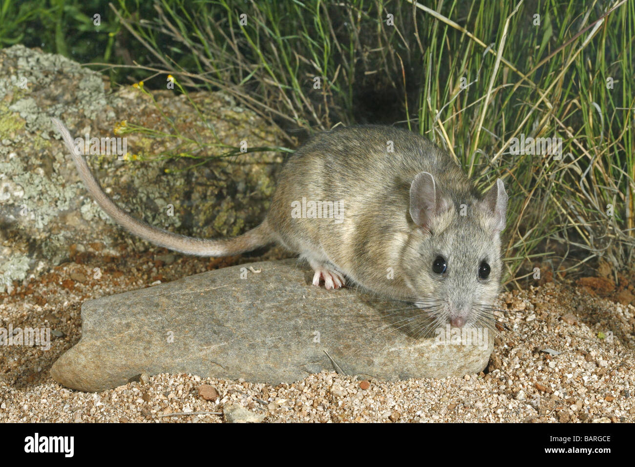 Woodrat hi-res stock photography and images - Alamy