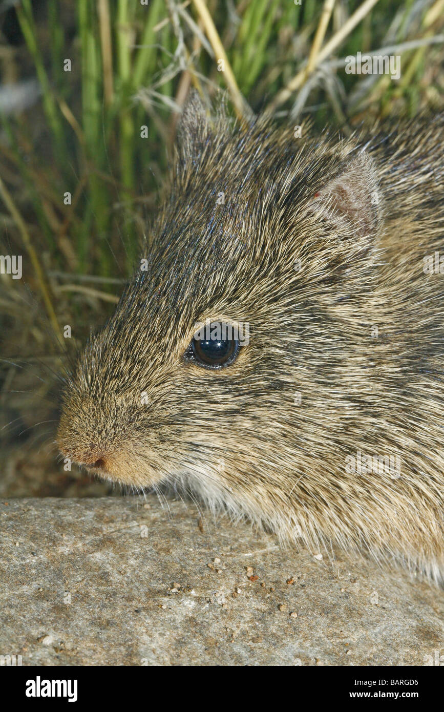 Hispid Cotton Rat Skull