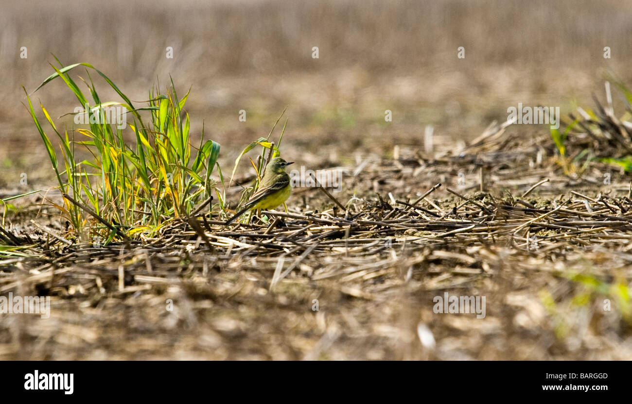 Yellow wagtail on nest hi-res stock photography and images - Alamy