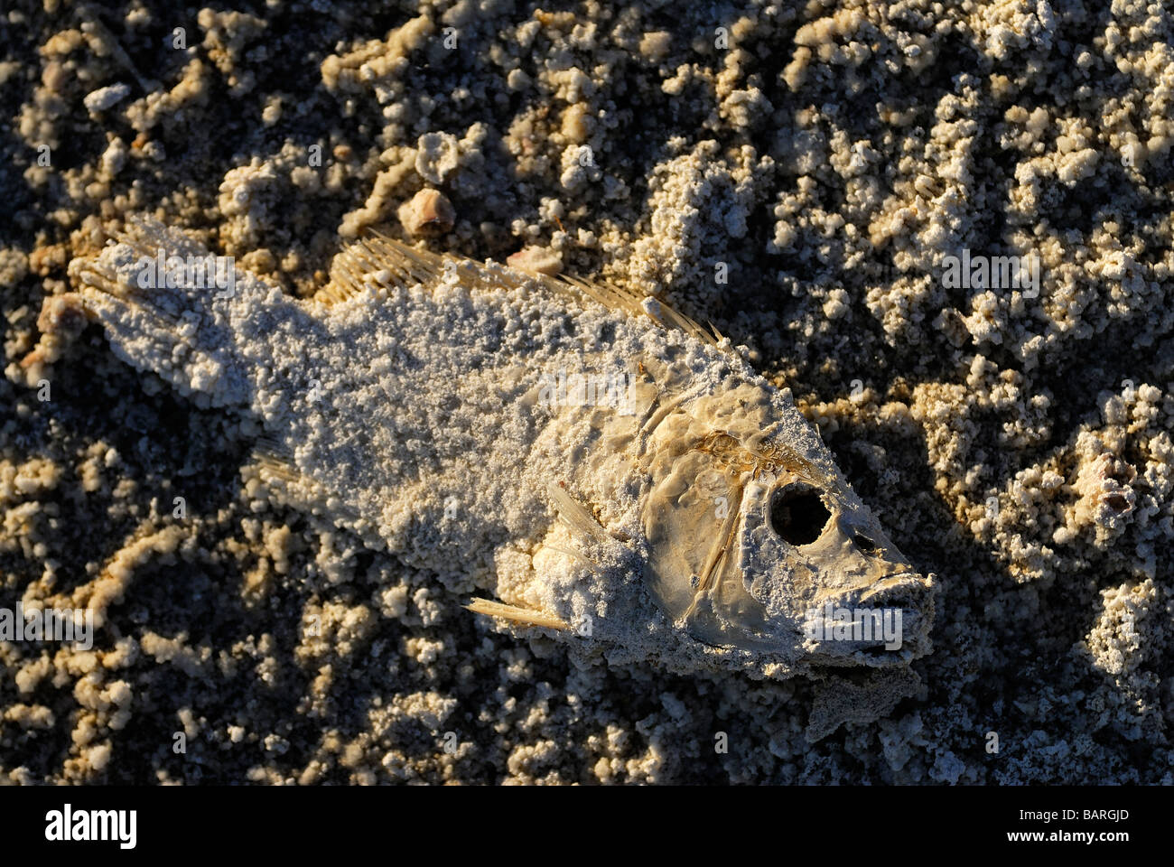 a dry fish on the desert ground Stock Photo - Alamy
