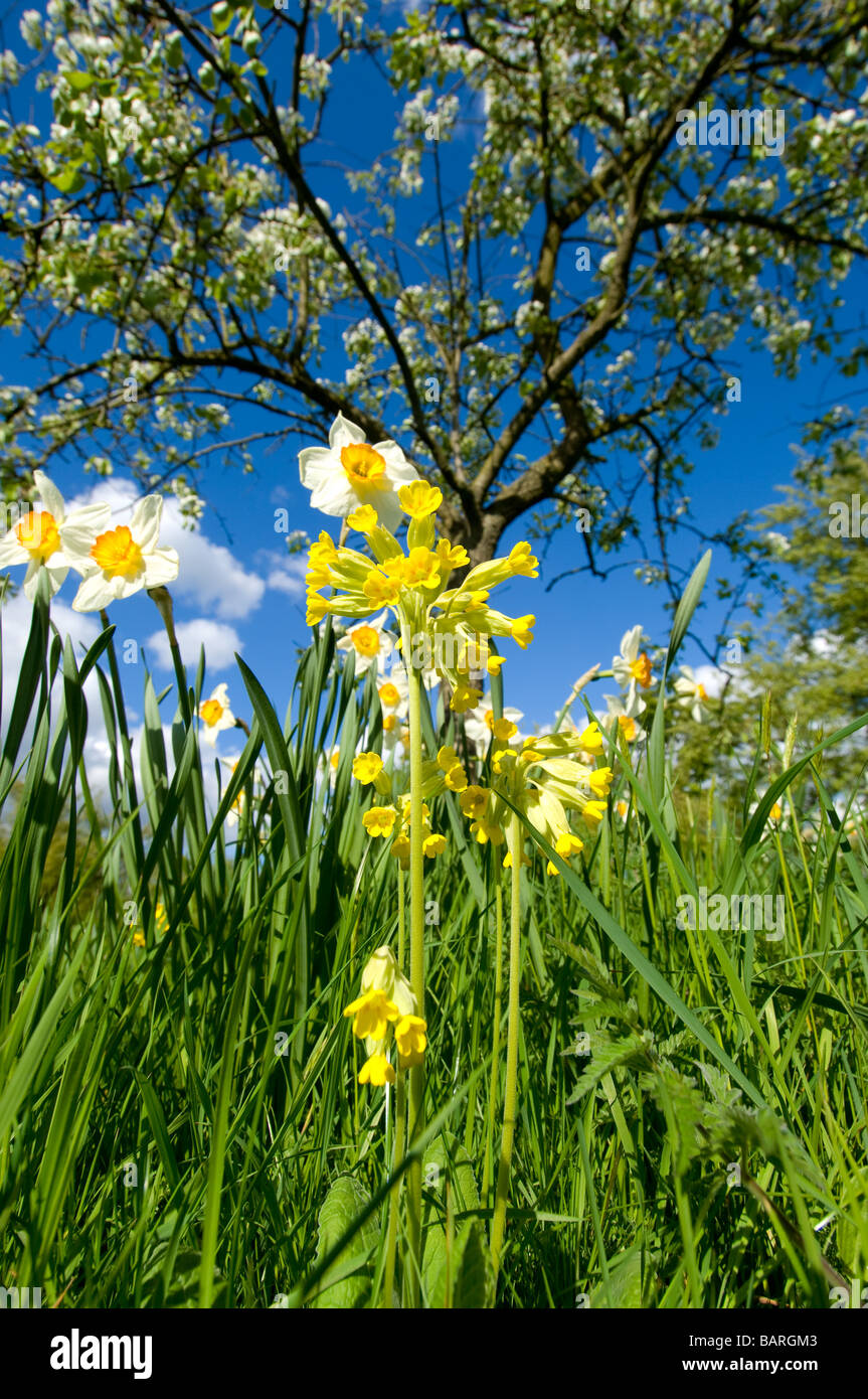 Daffodil the flower of St David's Stock Photo - Alamy