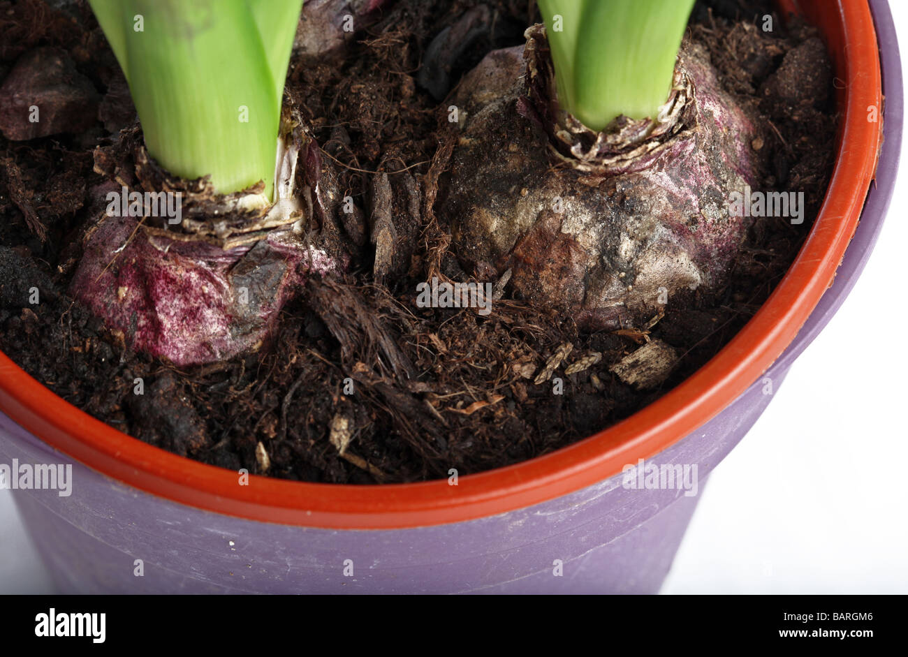 Hyacinth bulb pot hi-res stock photography and images - Alamy
