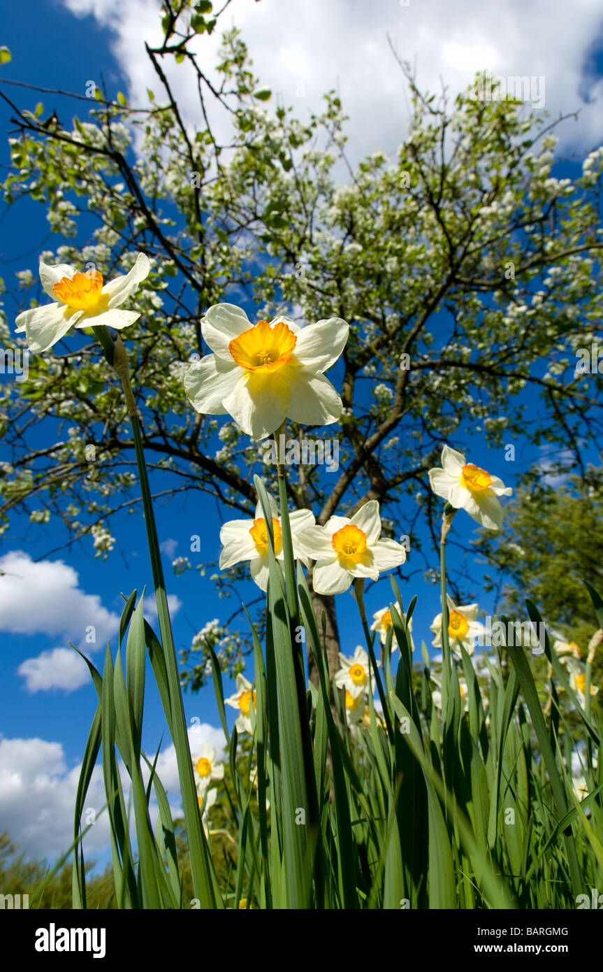 Daffodil the flower of St David's Stock Photo - Alamy