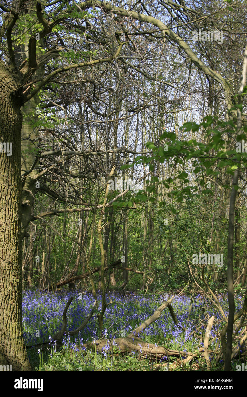 Shoreham Woods High Resolution Stock Photography and Images - Alamy