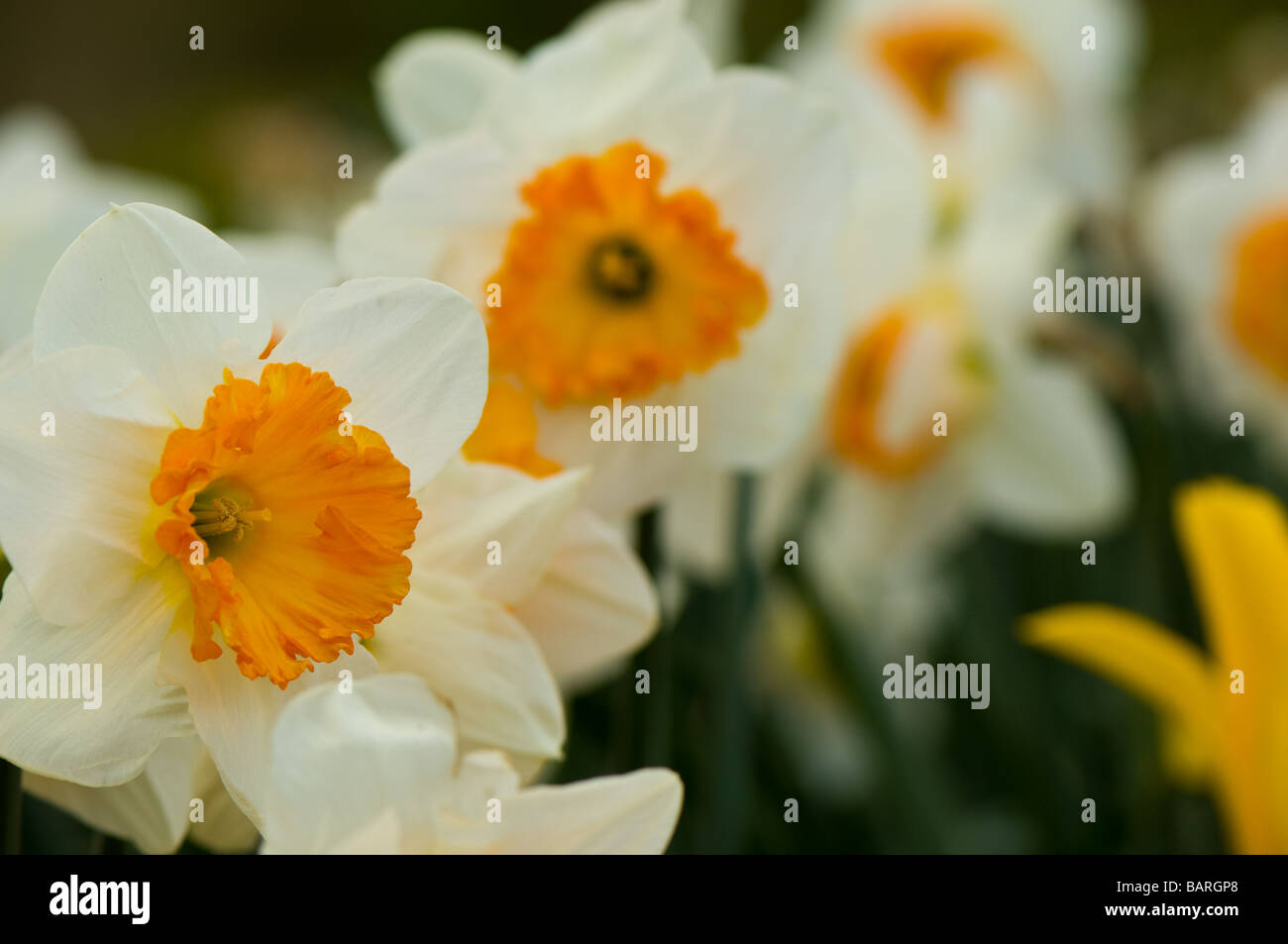 Daffodil the flower of St David's Stock Photo - Alamy