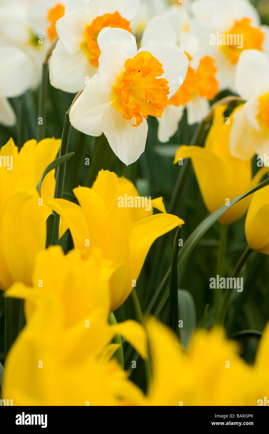 Daffodil the flower of St David's Stock Photo - Alamy