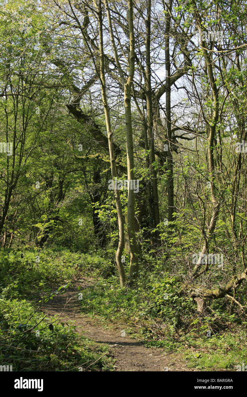 Woods in kent hi-res stock photography and images - Alamy