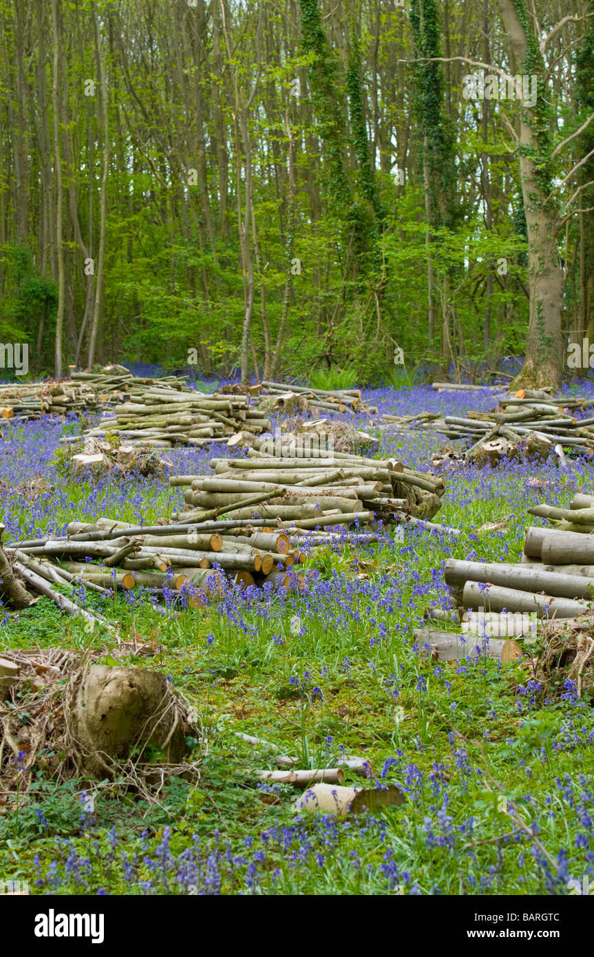 Coppicing hazel hi-res stock photography and images - Alamy