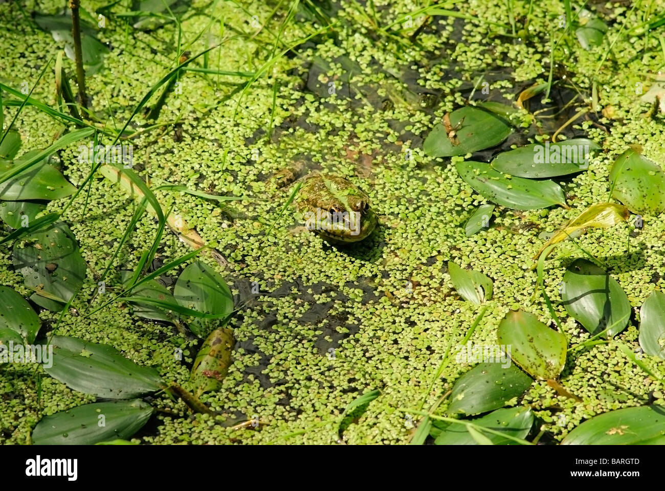 frog in pond. nature wildlife Stock Photo - Alamy