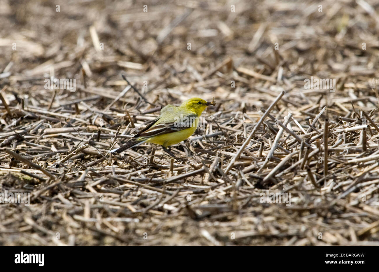 Yellow wagtail on nest hi-res stock photography and images - Alamy